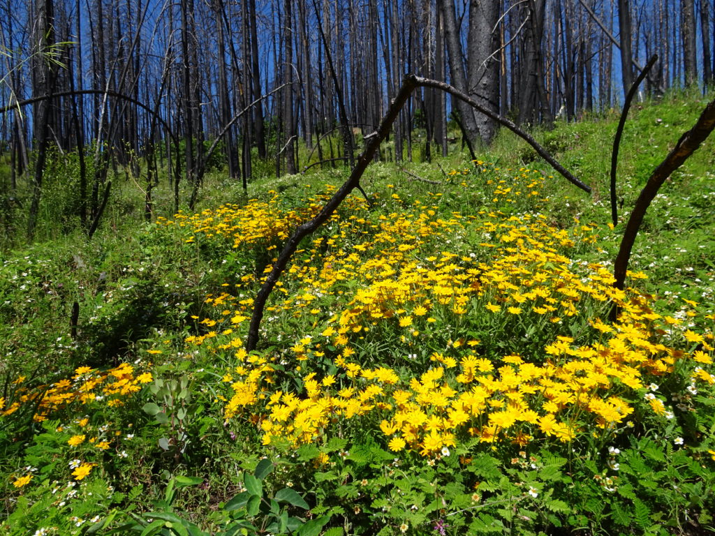 Last Chance to Tell the Forest Service: Preserve Remaining Snag Forest ...