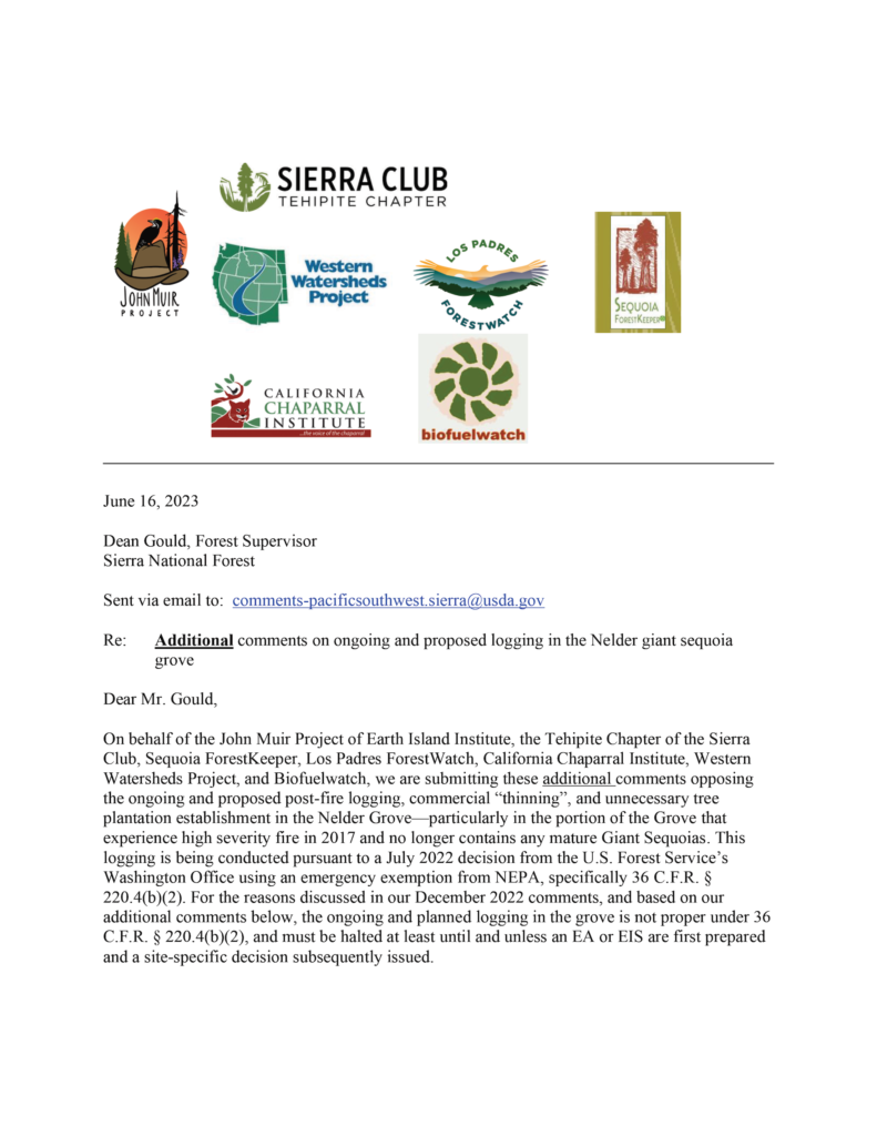 Giant Sequoias Thrive in Recent Wildfires - John Muir Project